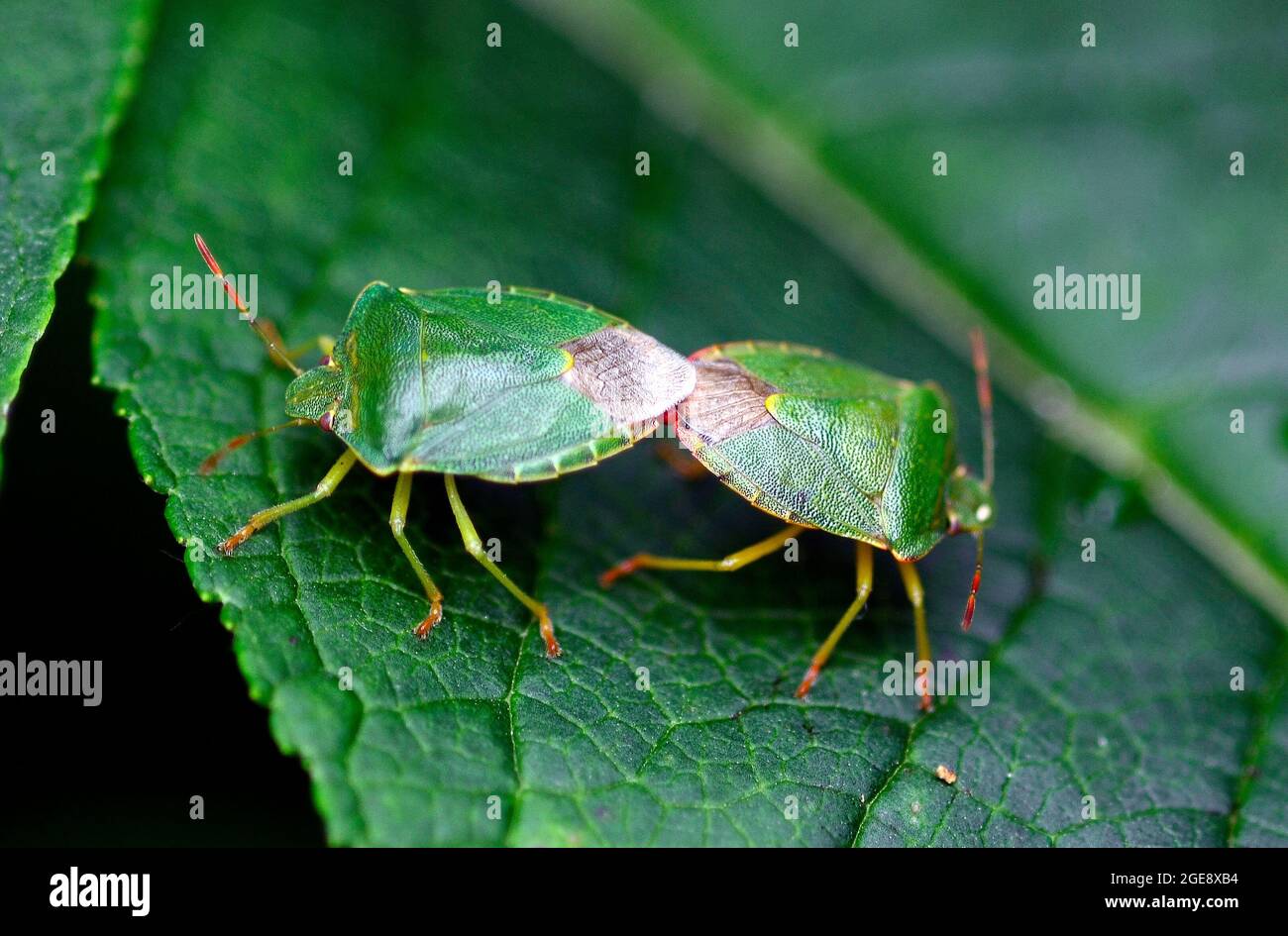zoology, two stink bugs copulate Stock Photo - Alamy
