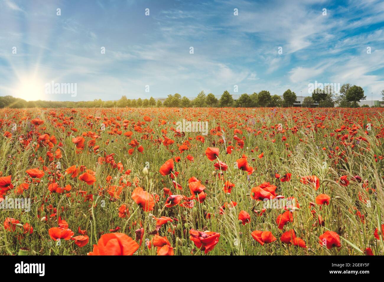 Poppy landscape hi-res stock photography and images - Alamy
