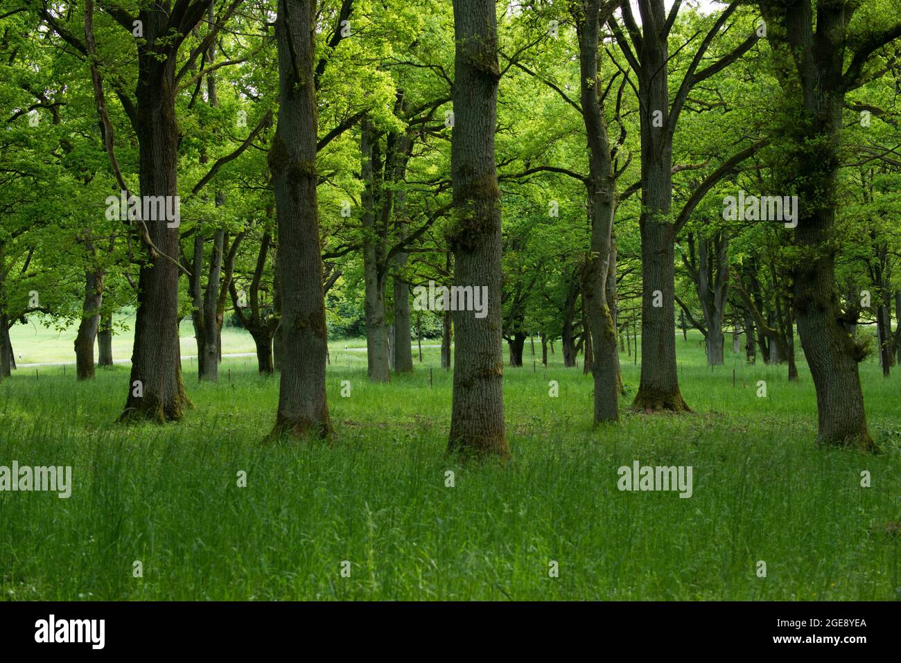 Old oak trees in a meadow Stock Photo - Alamy