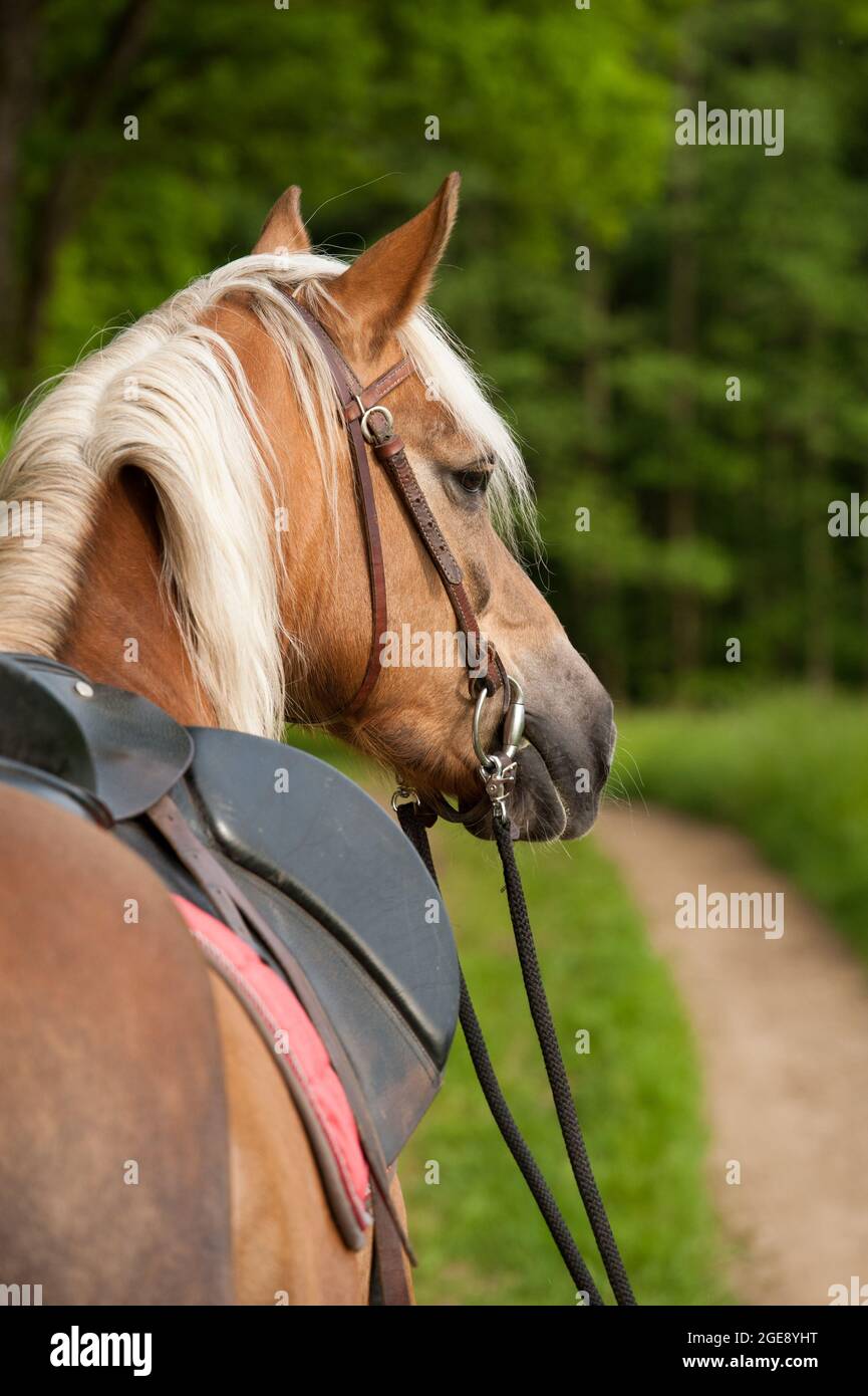 Rider haflinger hi-res stock photography and images - Alamy