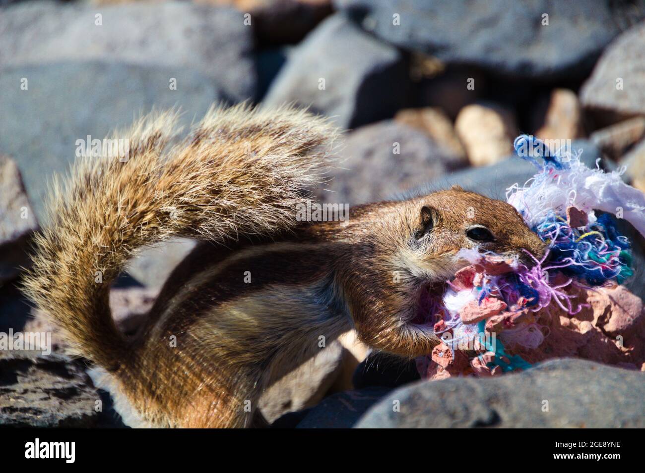 Ribbons grass hi-res stock photography and images - Alamy
