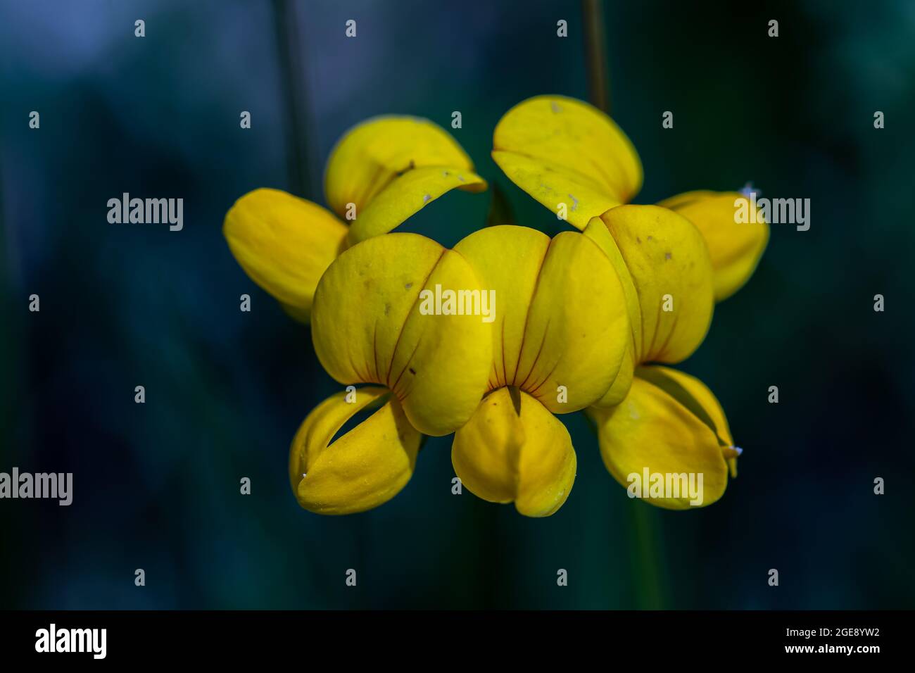 Lotus corniculatus flower growing in the field, close up shoot Stock ...