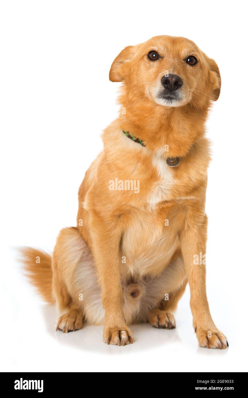 Cute cross breed dog isolated on white Stock Photo - Alamy