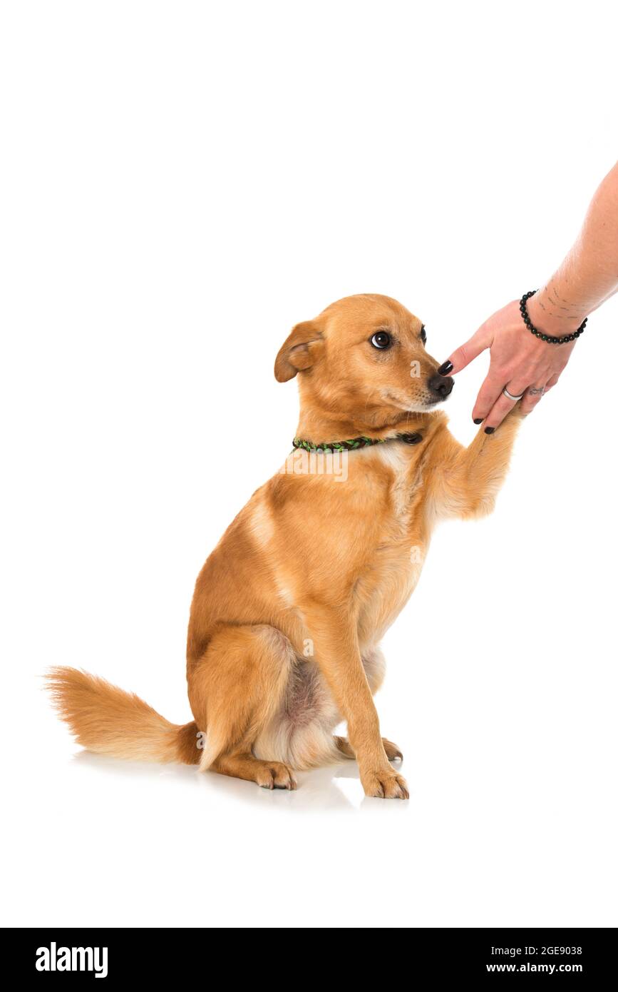 Cute cross breed dog isolated on white Stock Photo - Alamy