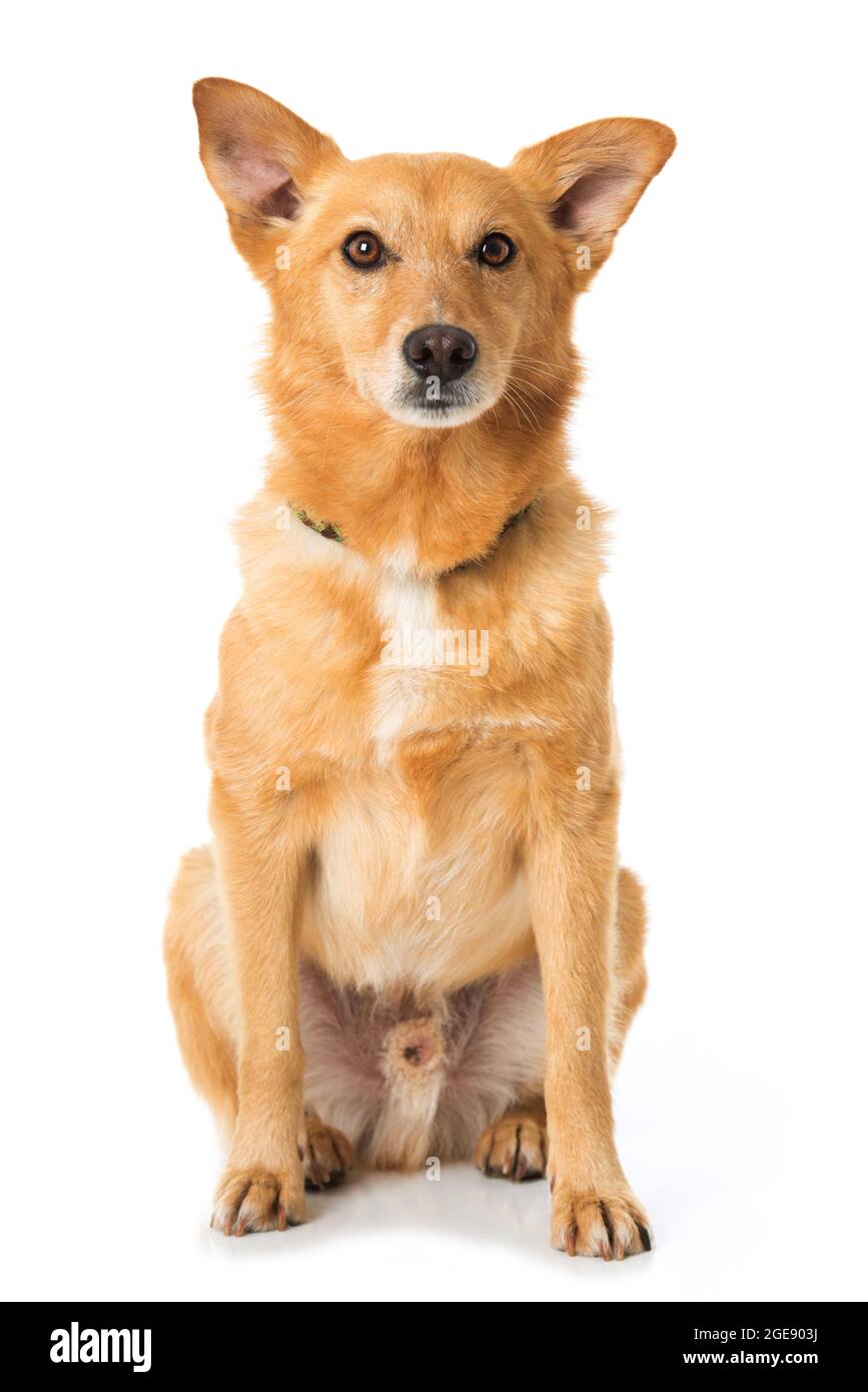 Cute cross breed dog isolated on white Stock Photo - Alamy