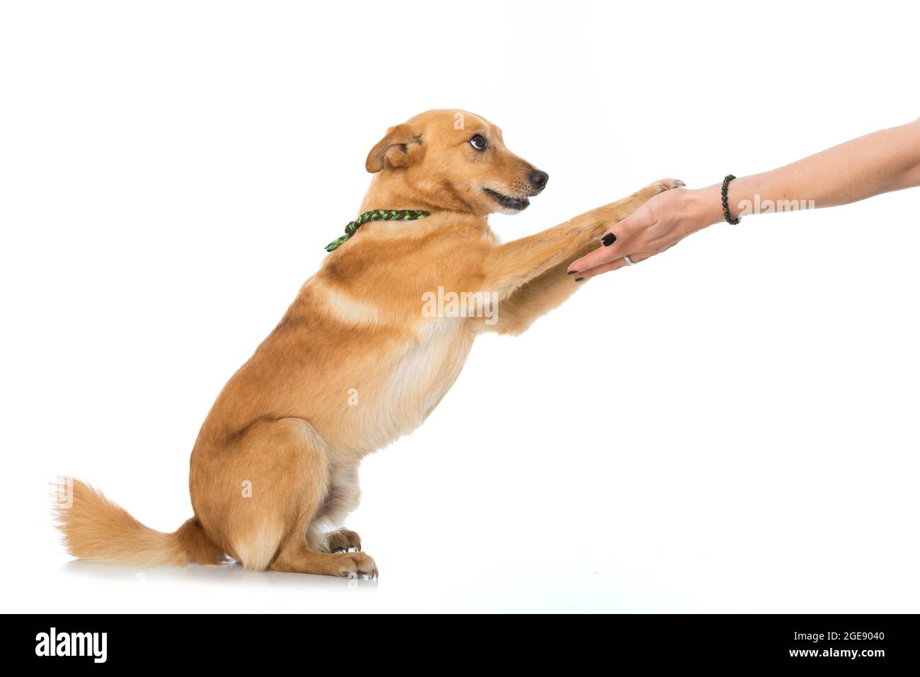 Cute cross breed dog isolated on white Stock Photo - Alamy