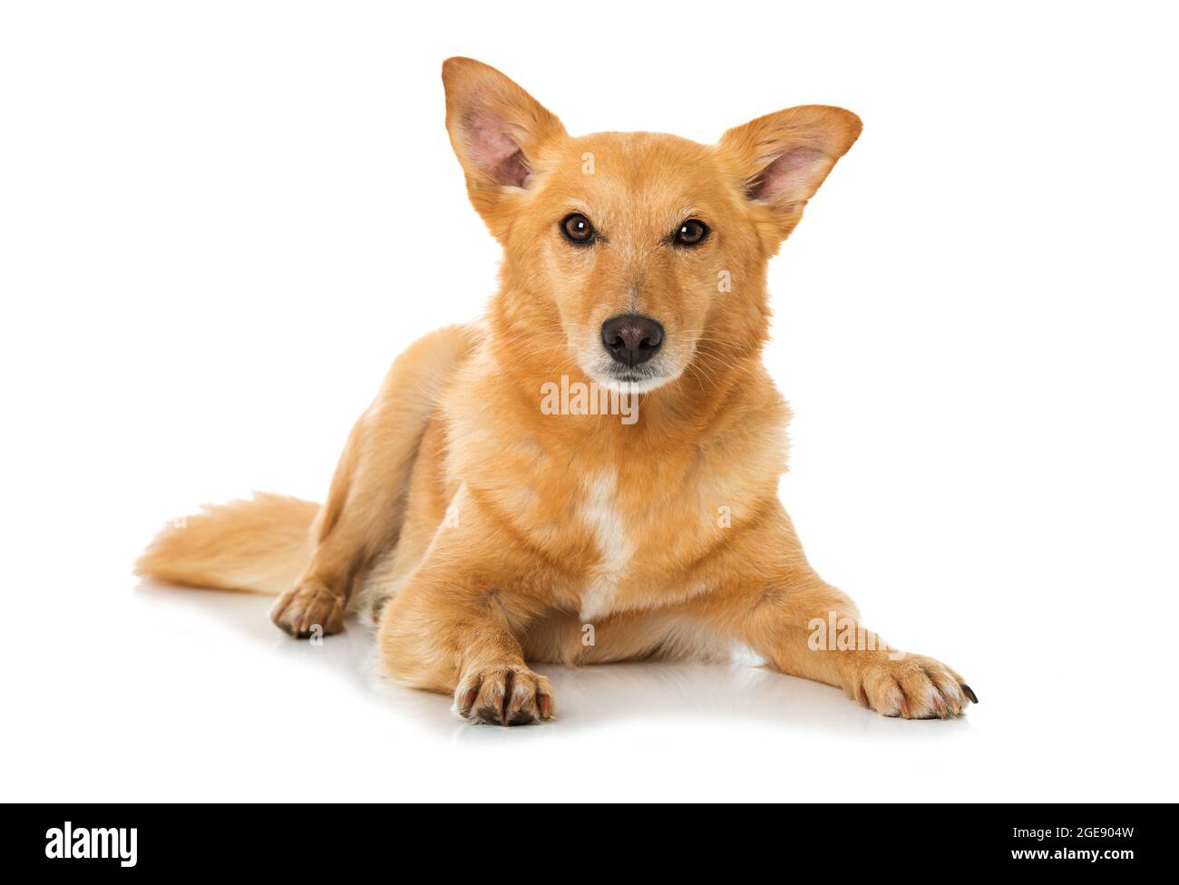 Cute cross breed dog isolated on white Stock Photo - Alamy