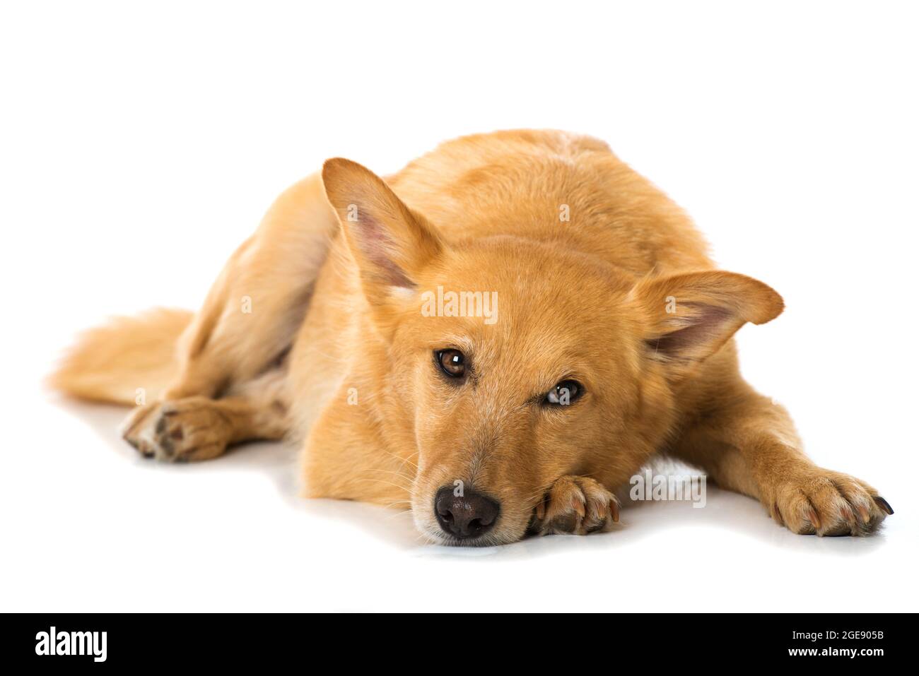Cute cross breed dog isolated on white Stock Photo - Alamy