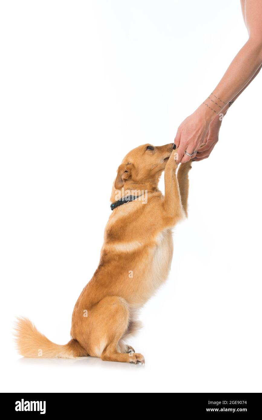 Cute cross breed dog isolated on white Stock Photo - Alamy