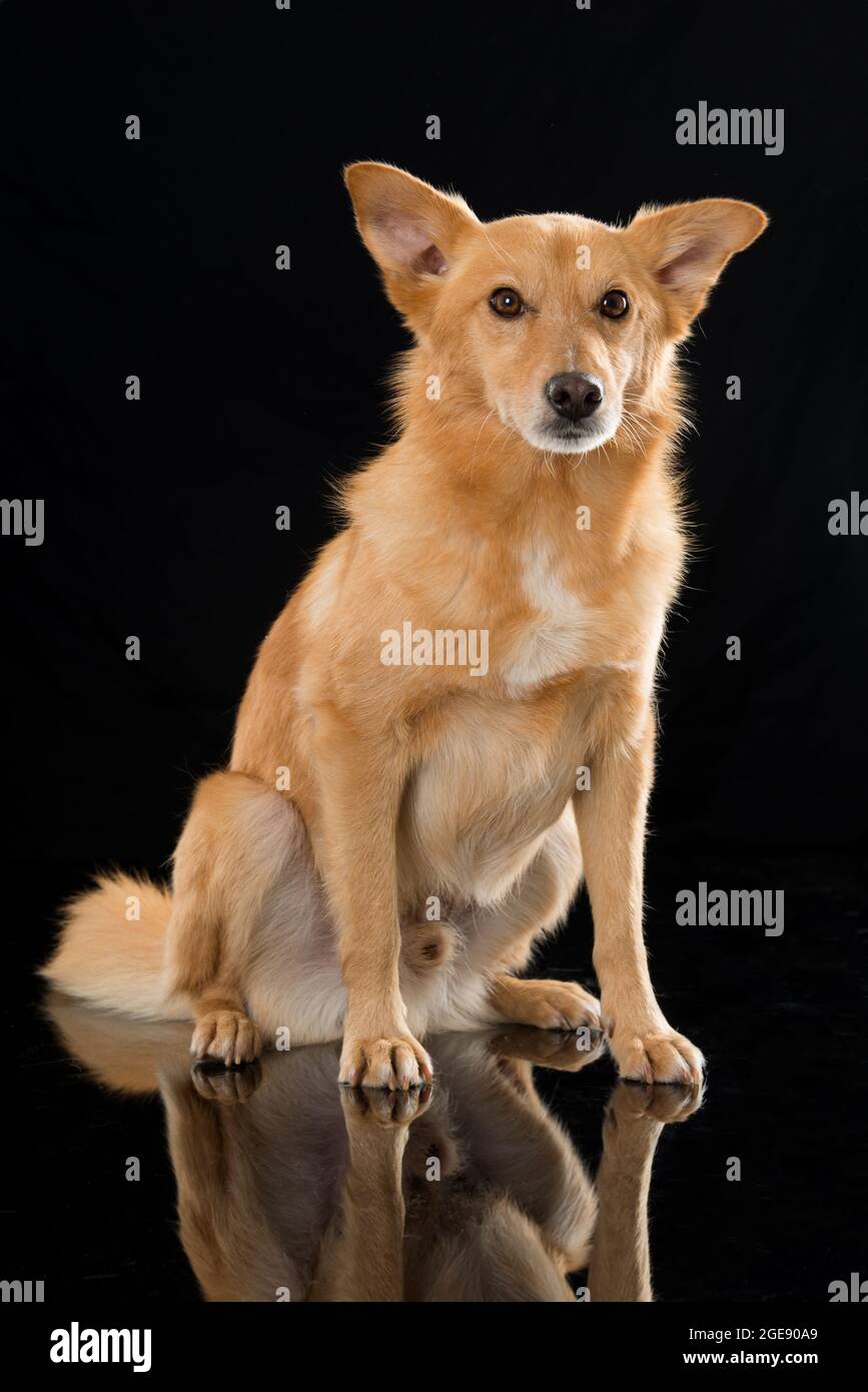 Cute mixed breed dog on black background Stock Photo - Alamy