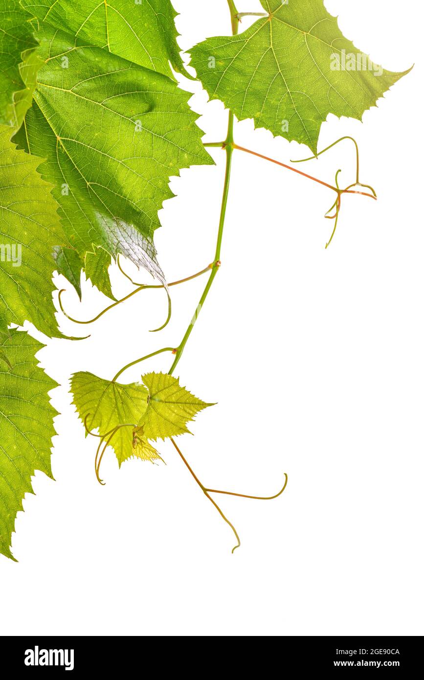 Fresh branch of grape vine tendrils descending on white background ...