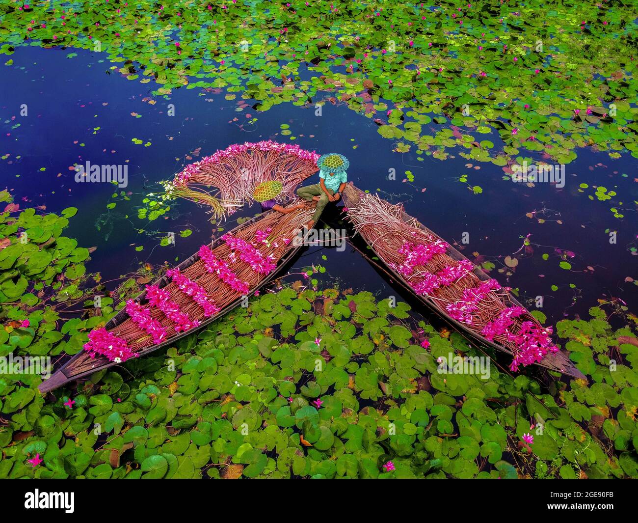 Non Exclusive: BARISHAL, BANGLADESH - AUGUST 17: Aerial view of Farmers ...