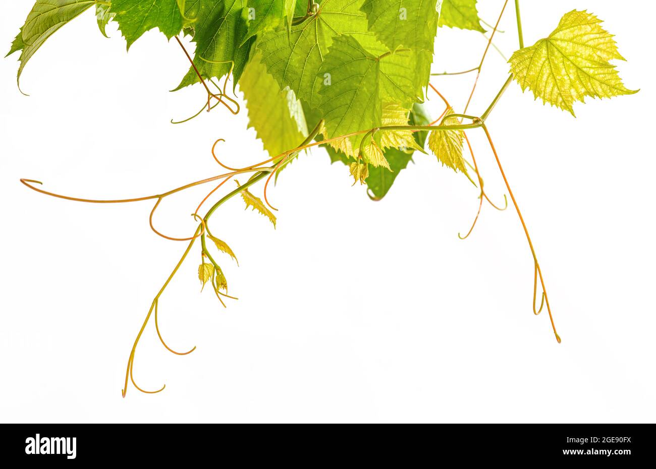 Fresh branch of grape vine tendrils descending on white background ...