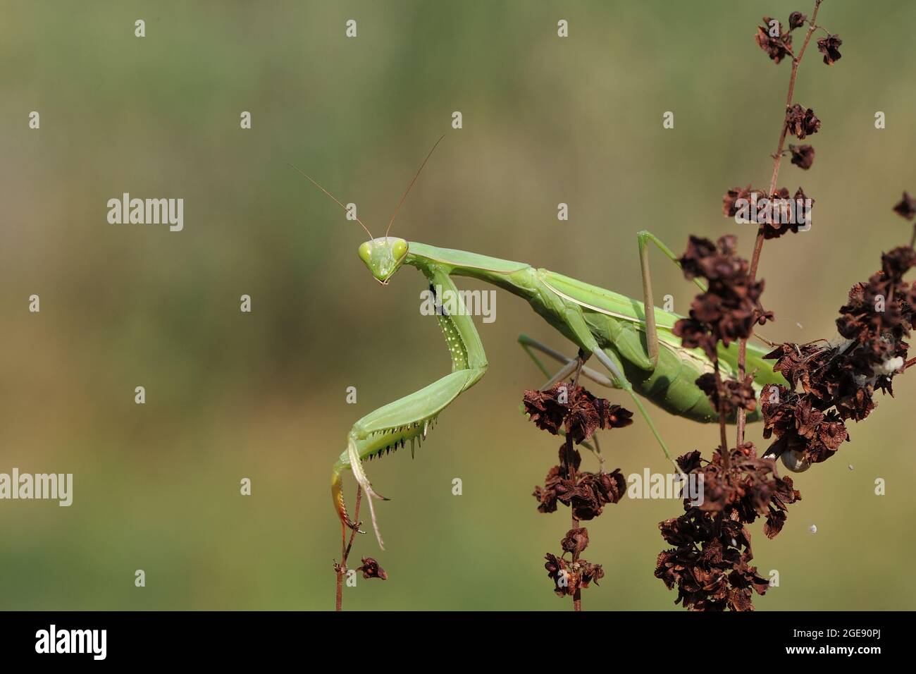 European Praying mantis - European mantis (Mantis religiosa) green ...