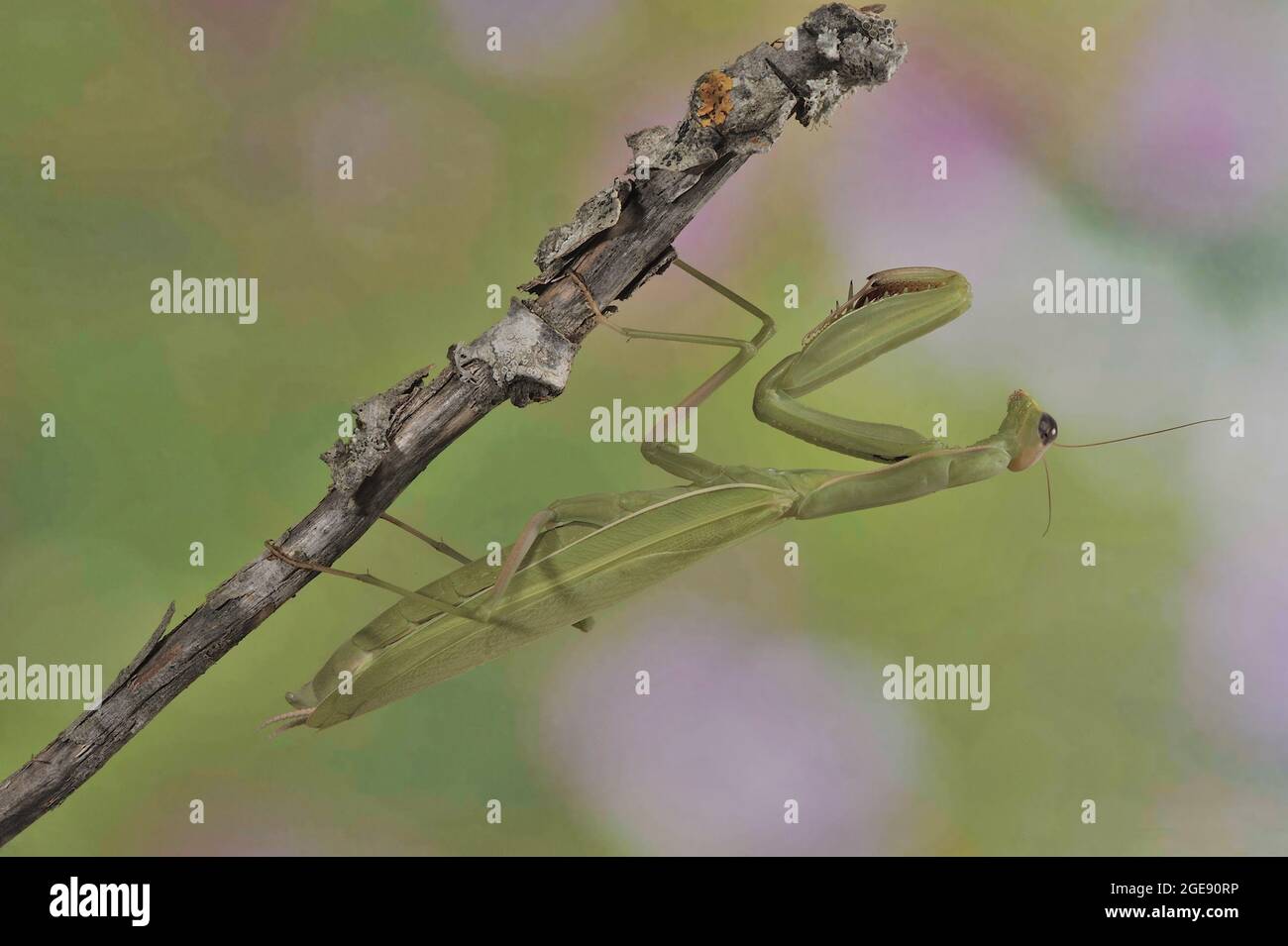 Praying mantis prey hi-res stock photography and images - Alamy