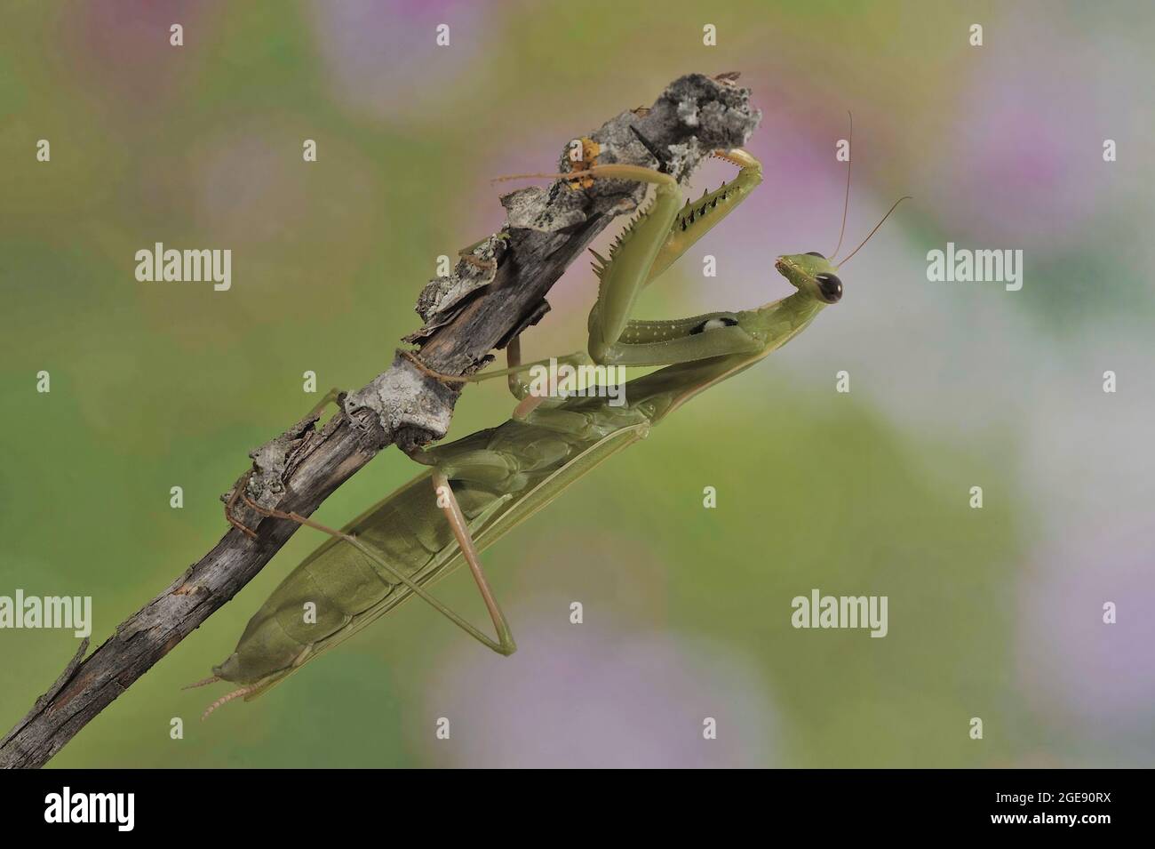 European Praying mantis - European mantis (Mantis religiosa) green ...