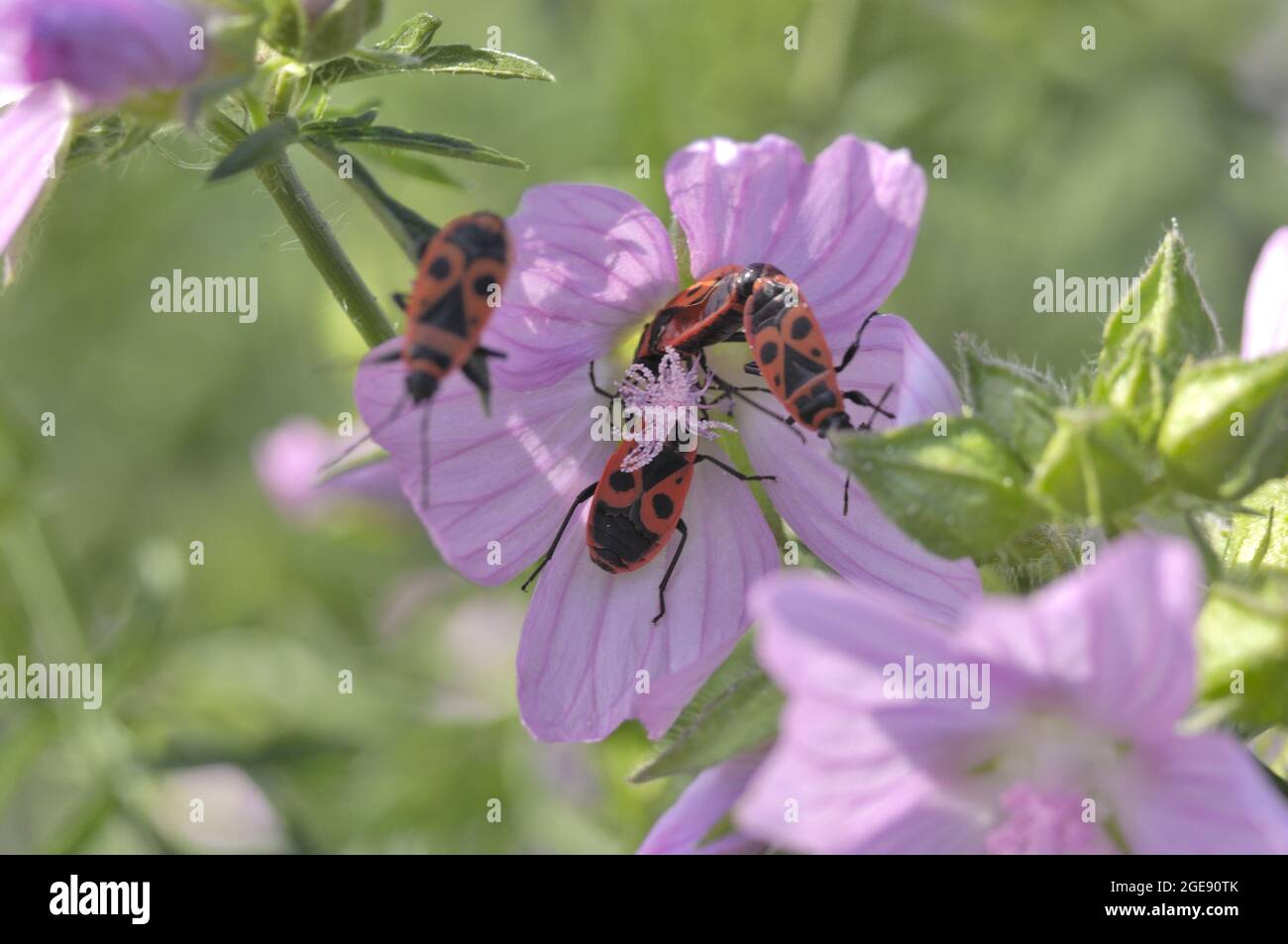 Firebug (Pyrrhocoris apterus) pair mating on a flower of Musk-mallow in ...