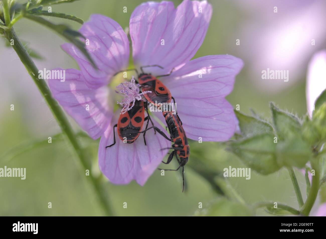 Firebug (Pyrrhocoris apterus) pair mating on a flower of Musk-mallow in ...