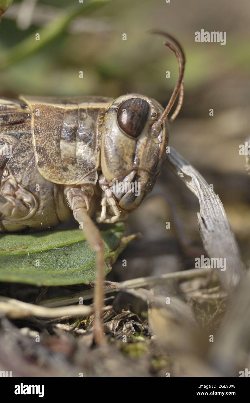 Italian locust (Calliptamus italicus) standing on grass in a dried ...