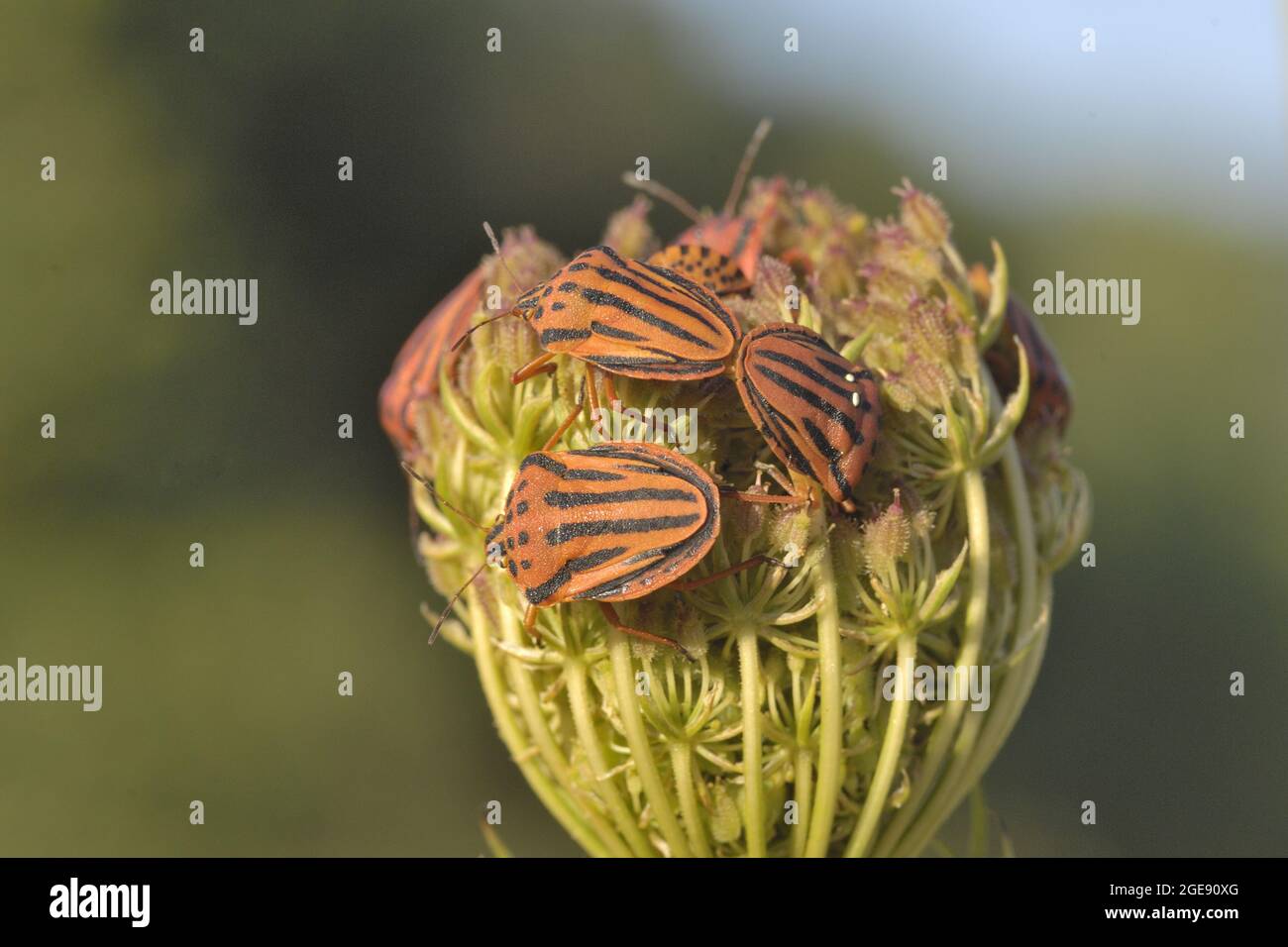 Black and red stink bug hi-res stock photography and images - Alamy