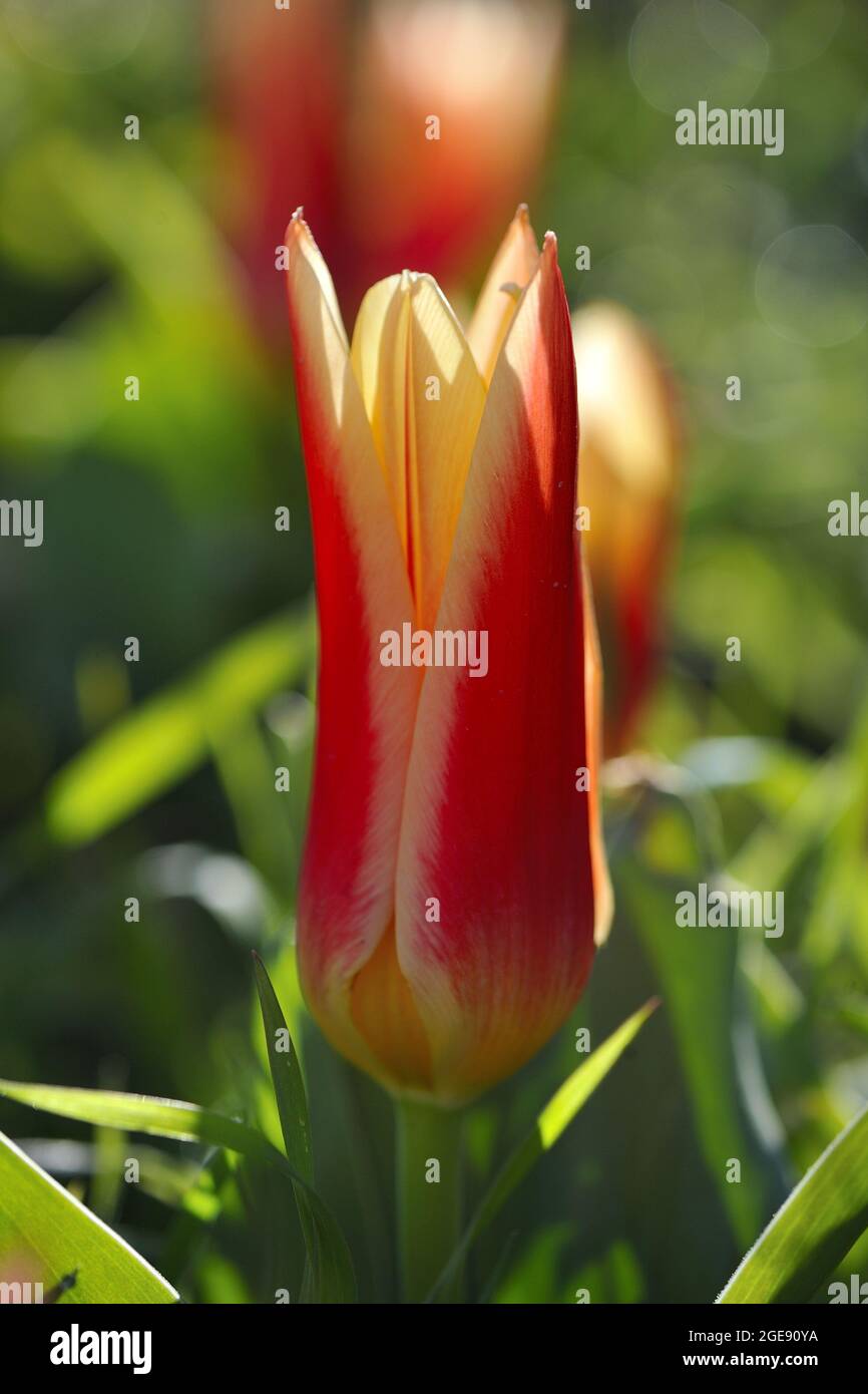 Tulip (Tulipa sp) flowering at spring in a garden Provence - France ...