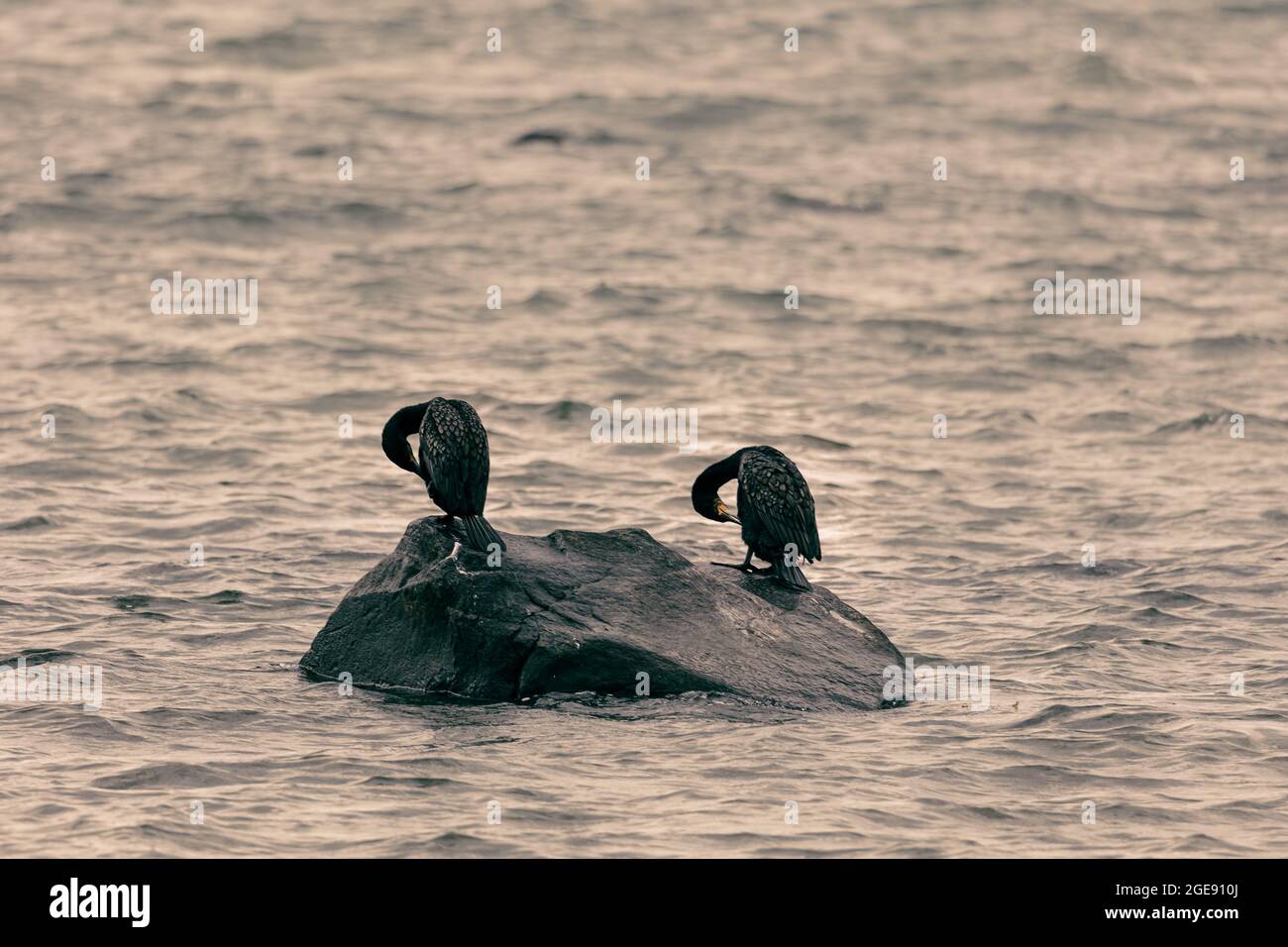 High angle shot of two black birds on a rock island surrounded by water ...