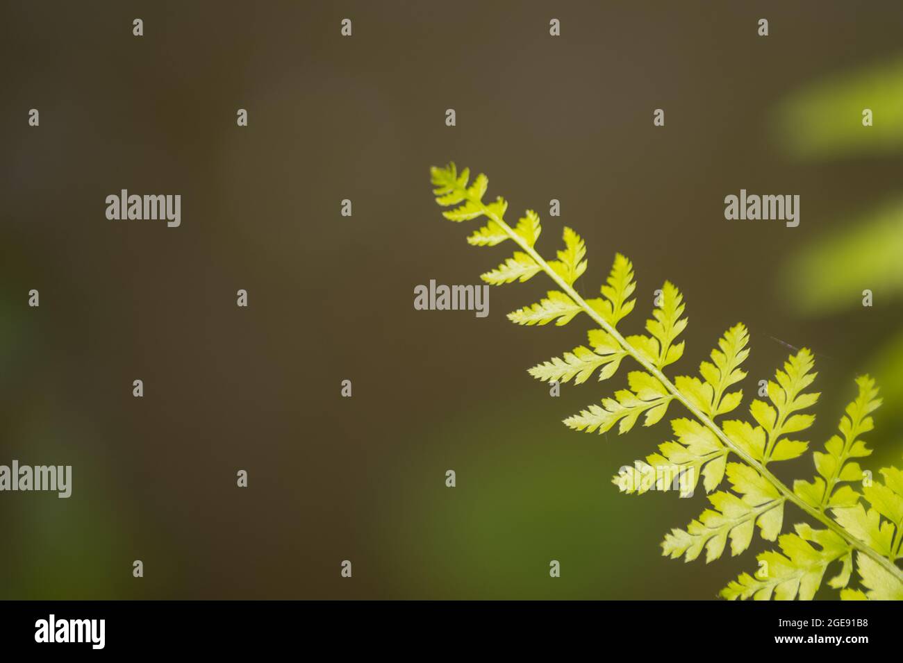 Closeup shot of the green leaves of a Polypodiophyta plant on a blurred ...