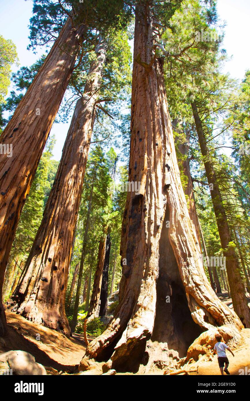 Sequoia national park, California, USA. 1st Aug, 2021. Sequoia National ...