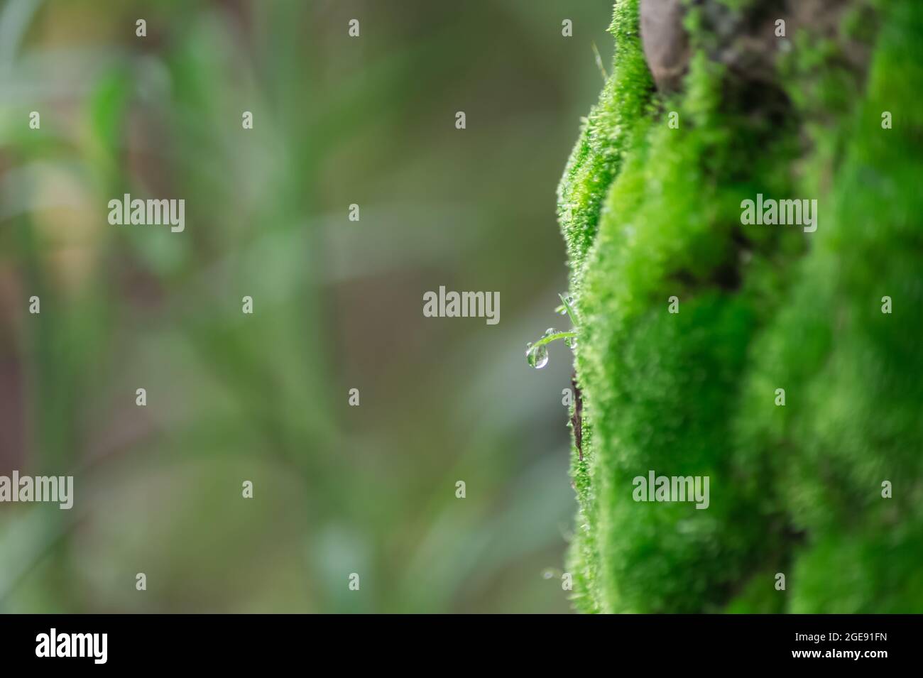 Dew on the green moss on a blurred background Stock Photo - Alamy