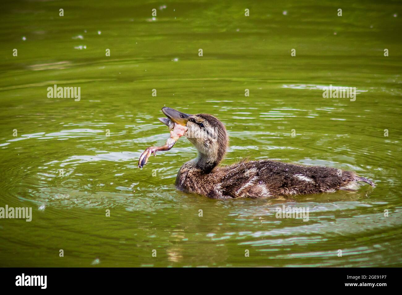 Duck and frog and bird hi-res stock photography and images - Alamy