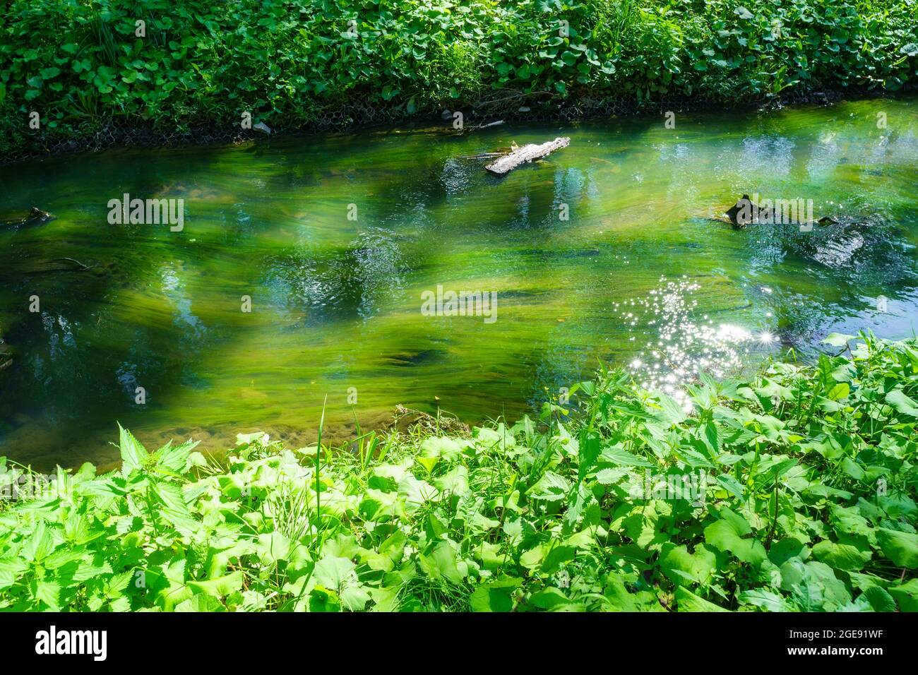Moving stream or small river with bright sunlight. Debris flow along on ...