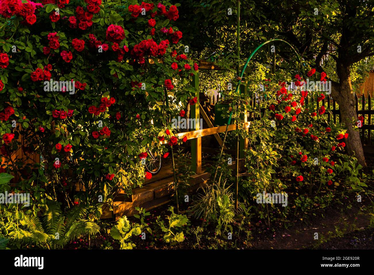 Bushes of bright red roses in the light of the evening sun Stock Photo ...
