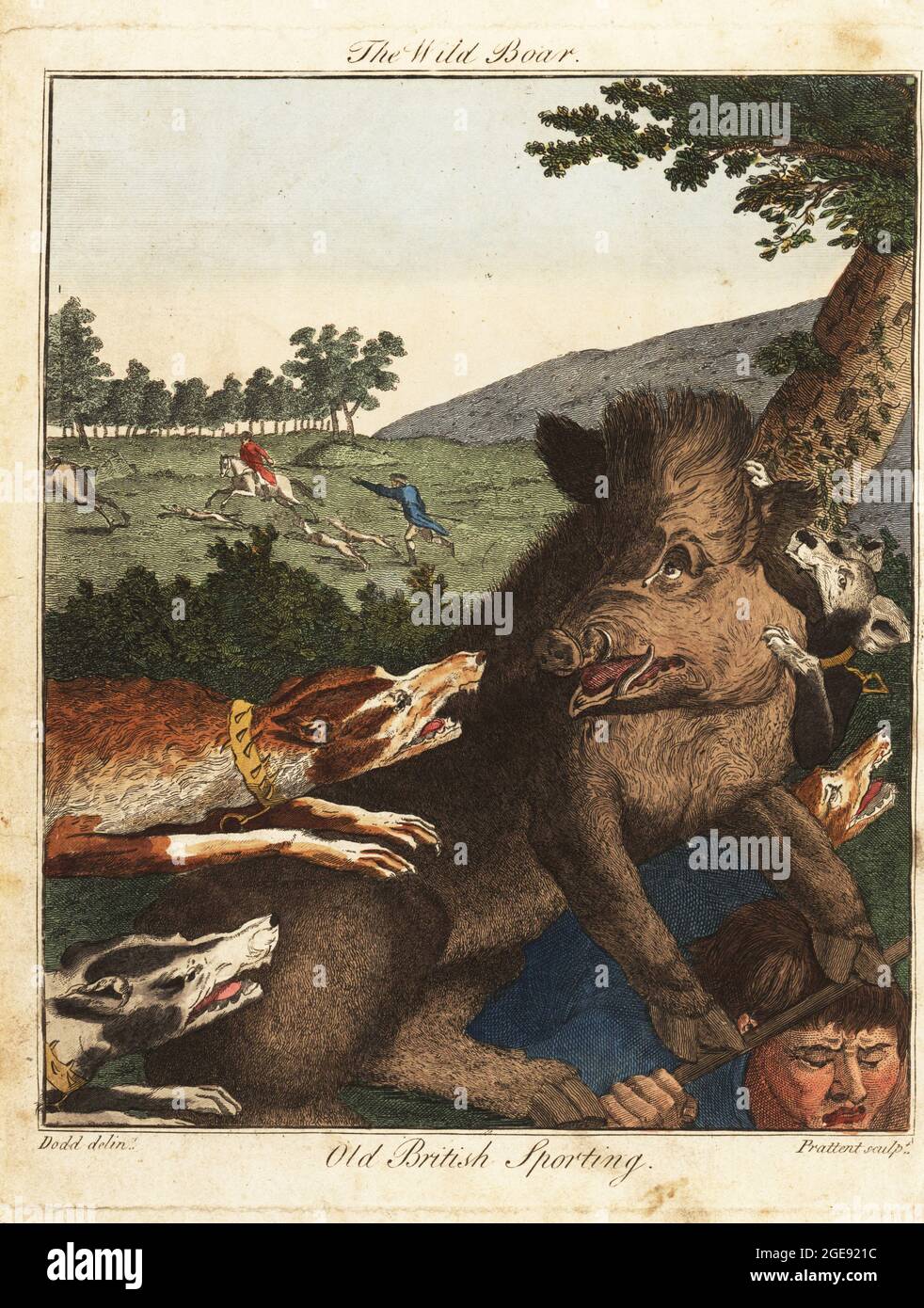 Boar hunting england illustration hi-res stock photography and images ...
