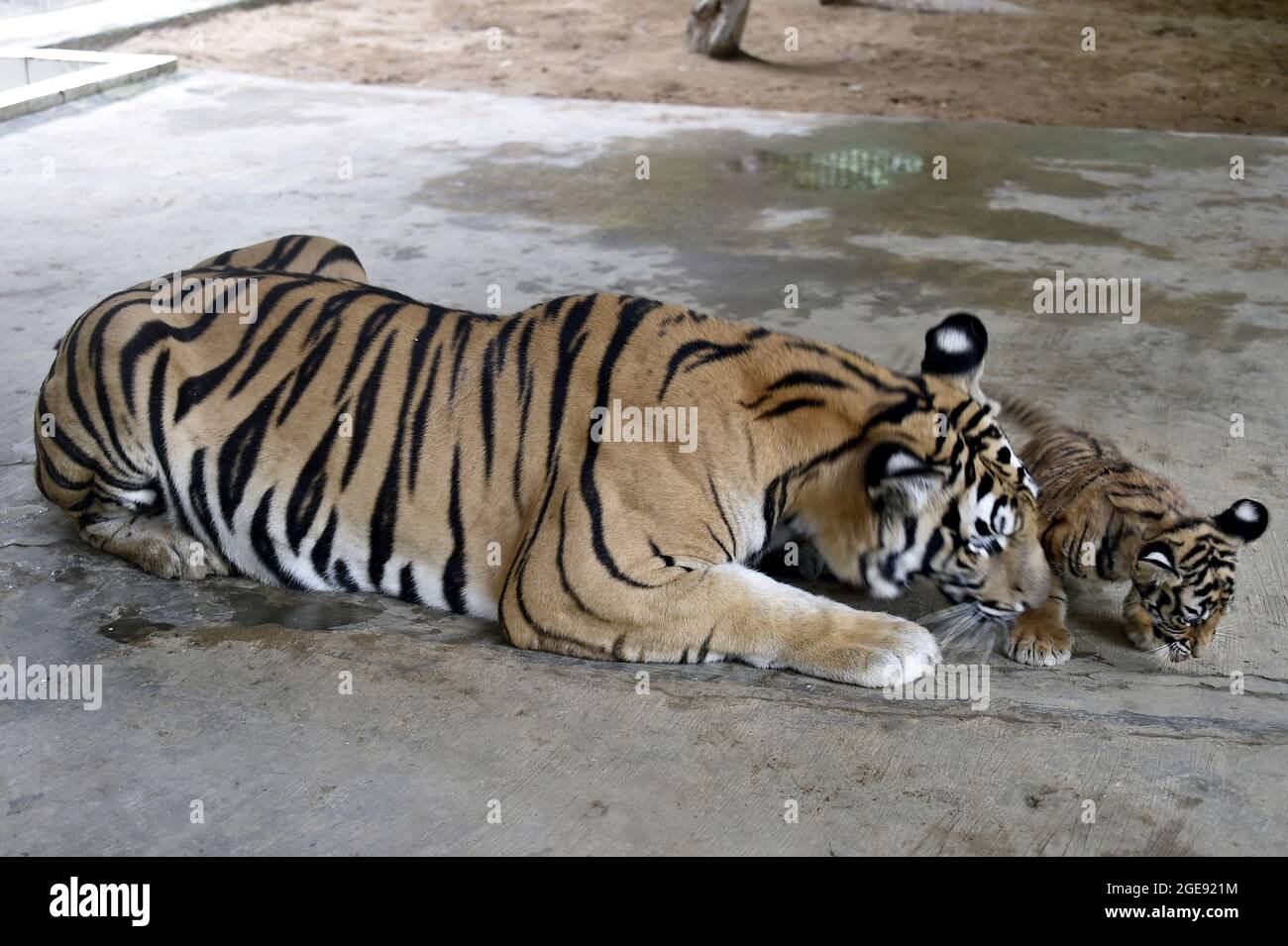 Non Exclusive: DHAKA, BANGLADESH- AUGUST 17: The Mother Bengal tiger ...