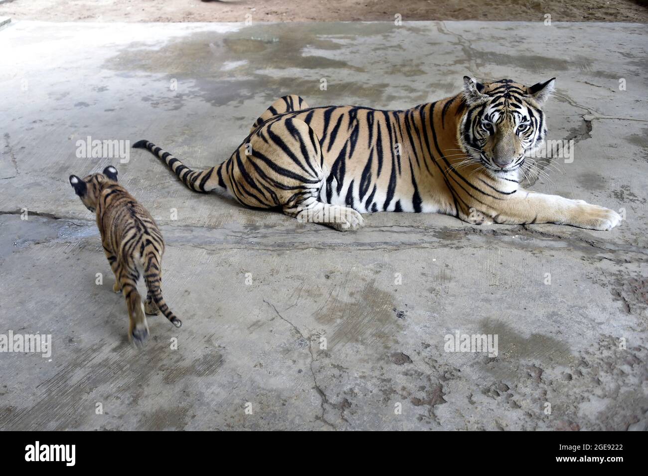 Non Exclusive: DHAKA, BANGLADESH- AUGUST 17: The Mother Bengal tiger ...