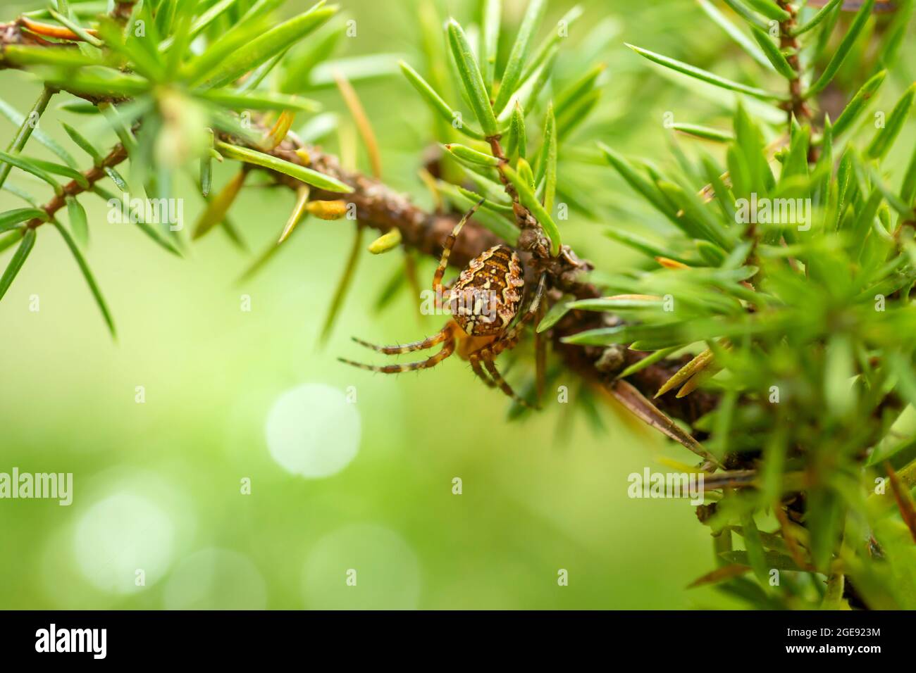 A spider hiding on the branch of common juniper Stock Photo - Alamy
