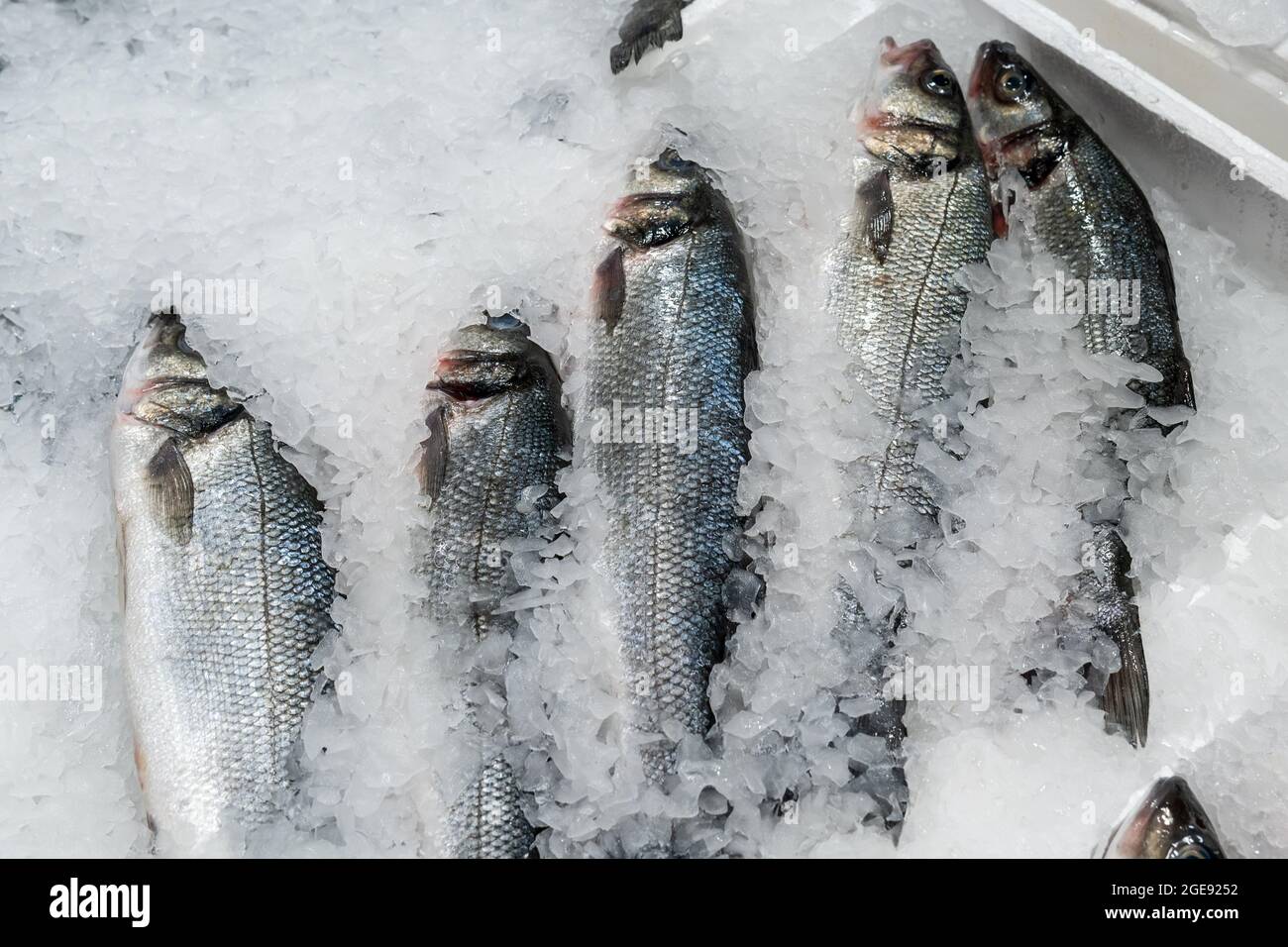 Sale of fresh sea bass fish on ice. Fresh fish in the hypermarket Stock ...