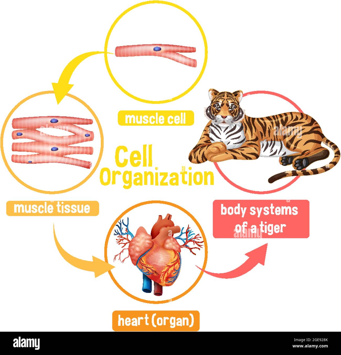 Diagram showing cell organization in a tiger illustration Stock Vector ...