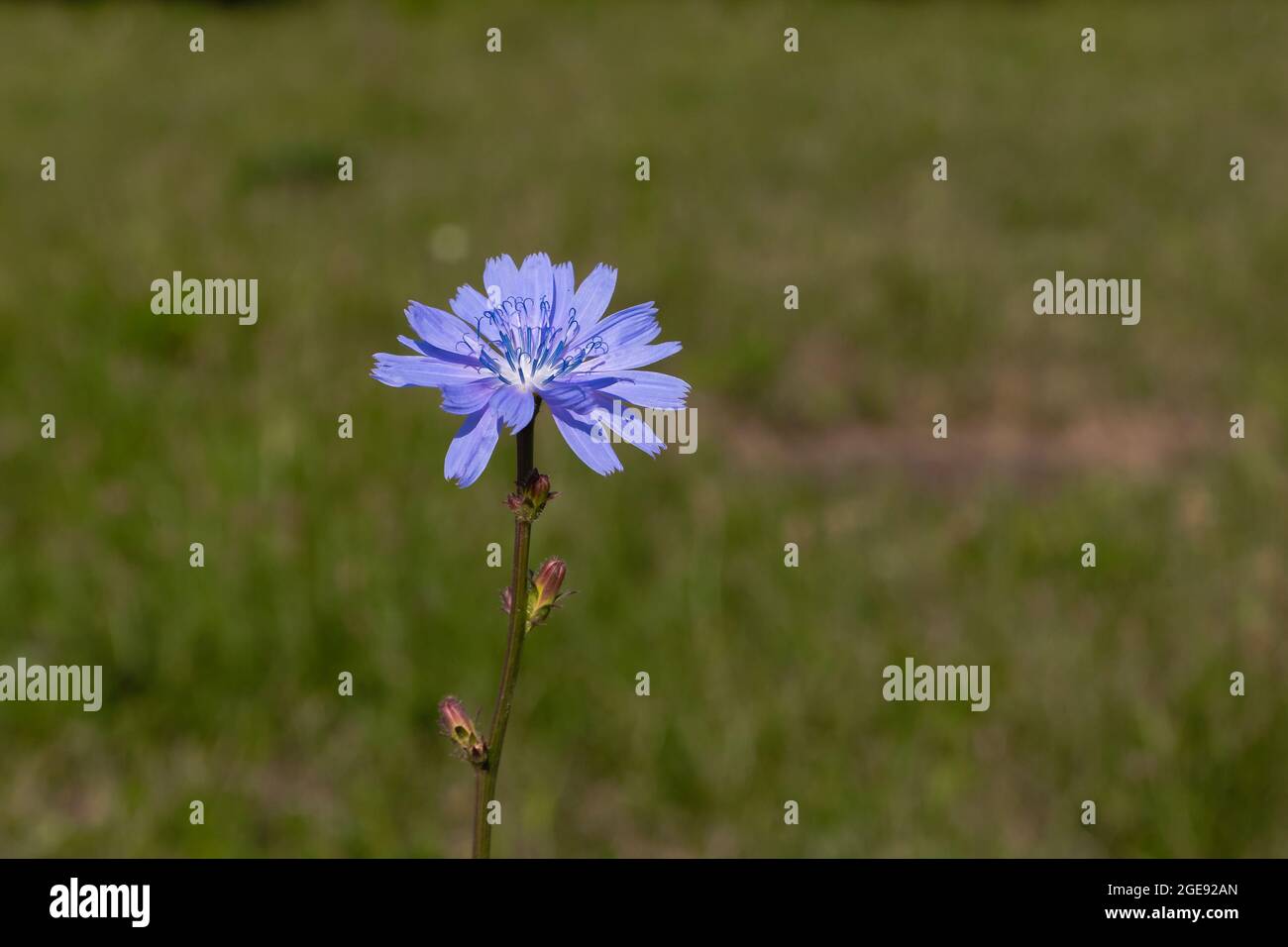 Wild pink chicory flower hi-res stock photography and images - Alamy
