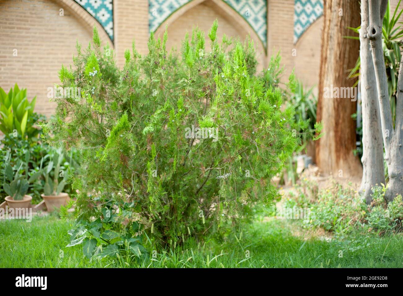 Little green cypress tree in the yard Stock Photo - Alamy