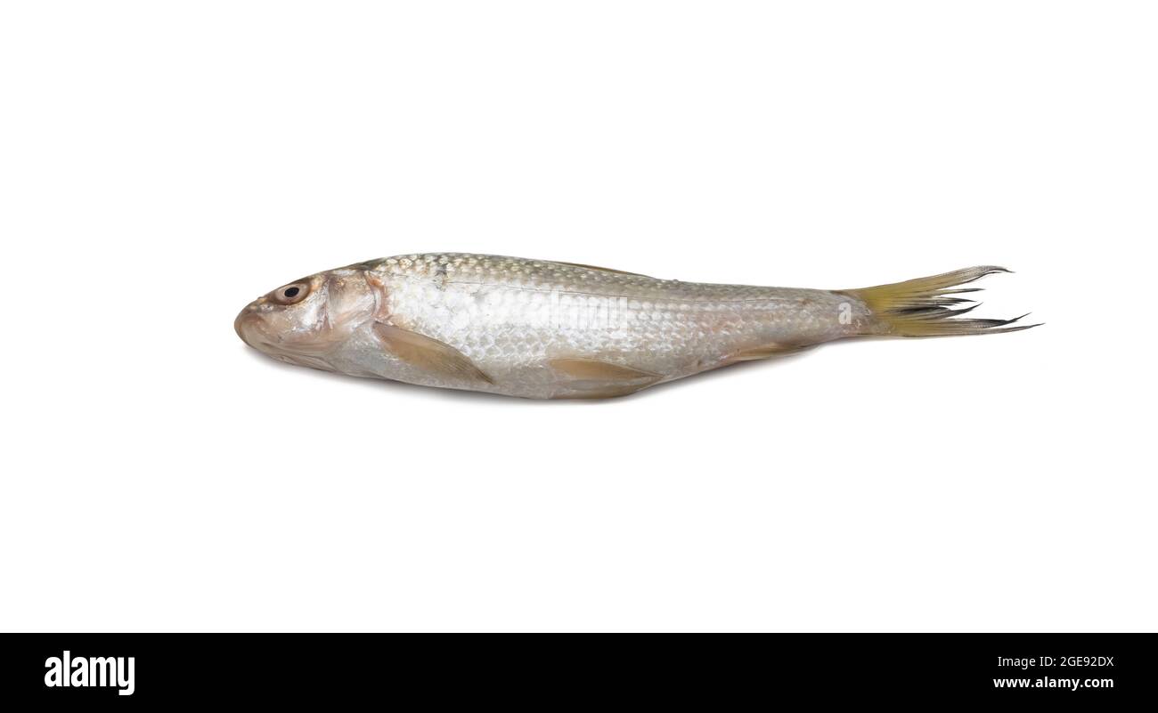 Very shiny fish hi-res stock photography and images - Alamy