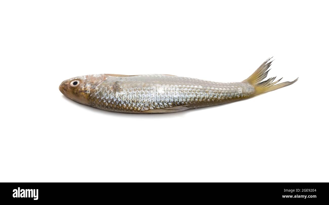 Fresh sea fish whole view on isolated white background Stock Photo - Alamy