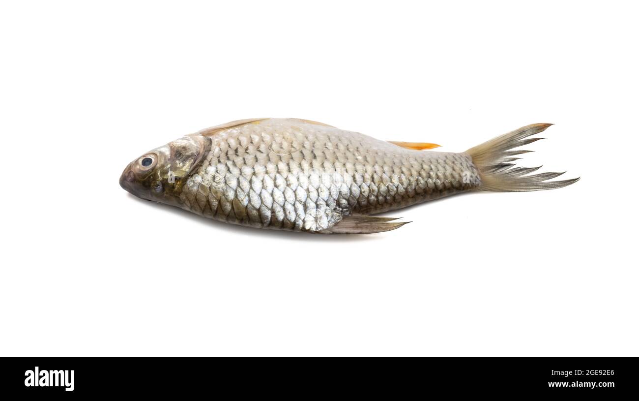 Fresh shiny olive silver barb fish close view on isolated white ...