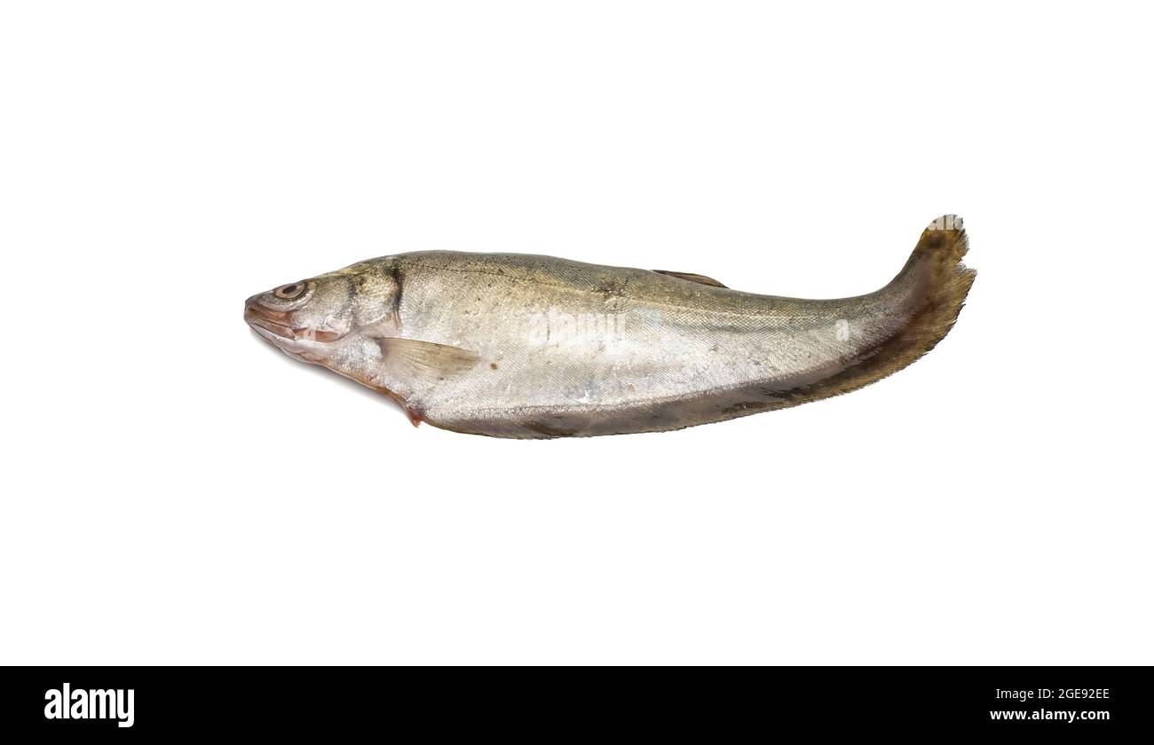 Featherback fish hi-res stock photography and images - Alamy