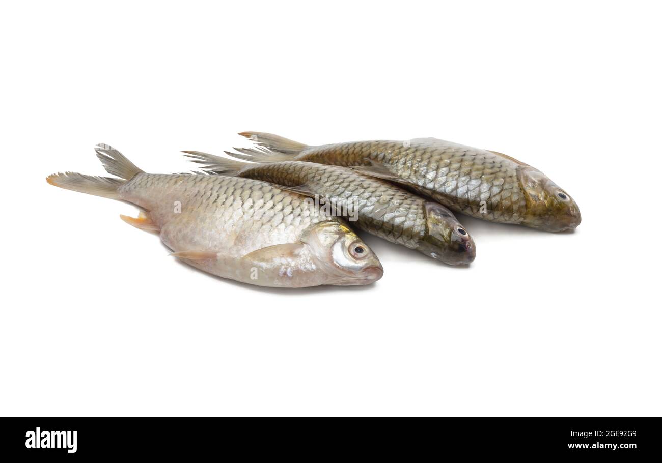 Three fresh raw silver barb fish in a row on isolated white background ...