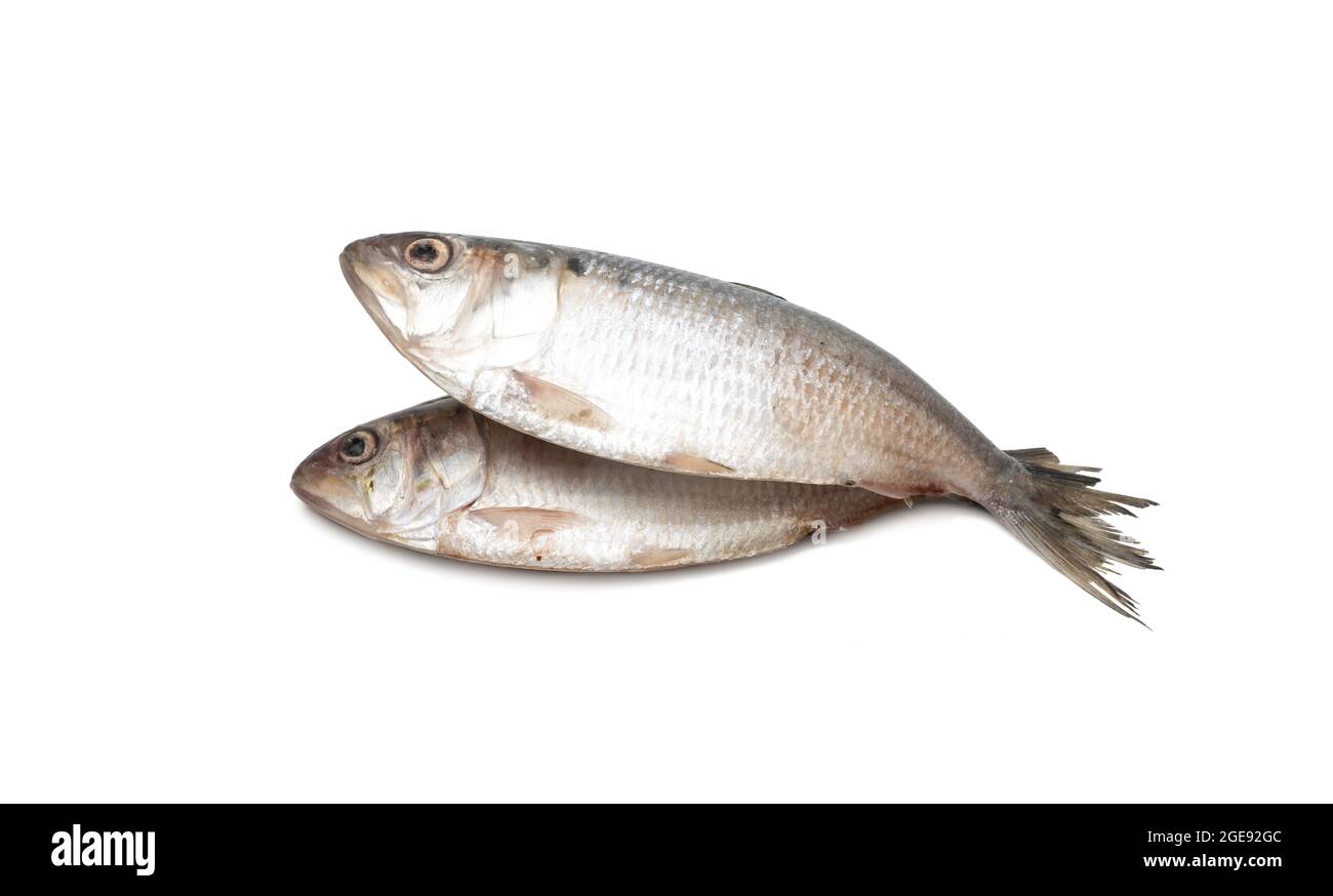 Two fresh hilsa fish close view on isolated white background Stock ...