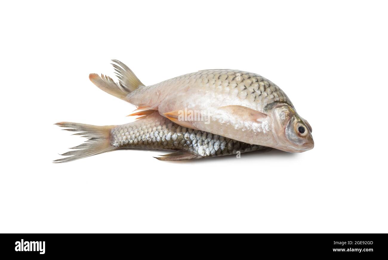 Barb fish hi-res stock photography and images - Alamy