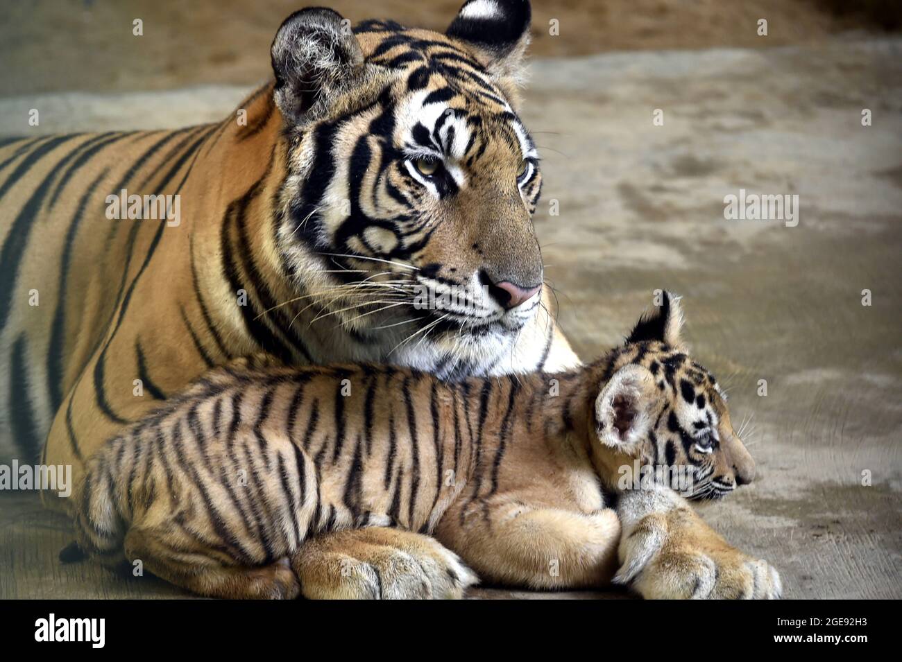 Bangladeshs nature hi-res stock photography and images - Alamy