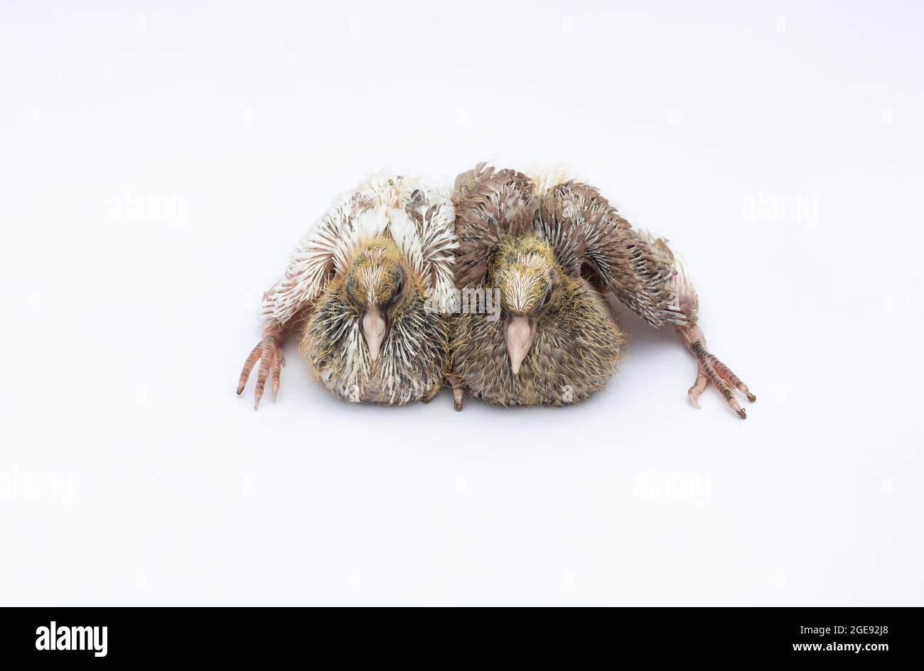 A pair of newborn pigeon babies on an isolated white background Stock ...