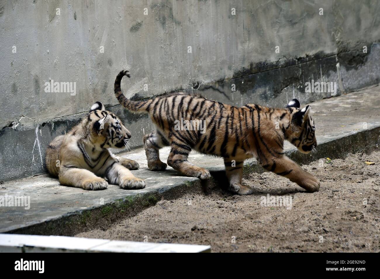 Non Exclusive: DHAKA, BANGLADESH- AUGUST 17: The Mother Bengal tiger ...